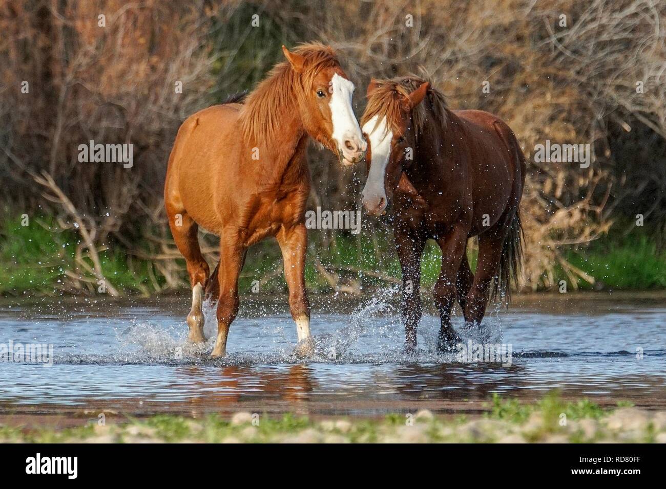 Wild horses roam free in the Tonto National Forrest outside of Phoenix ...