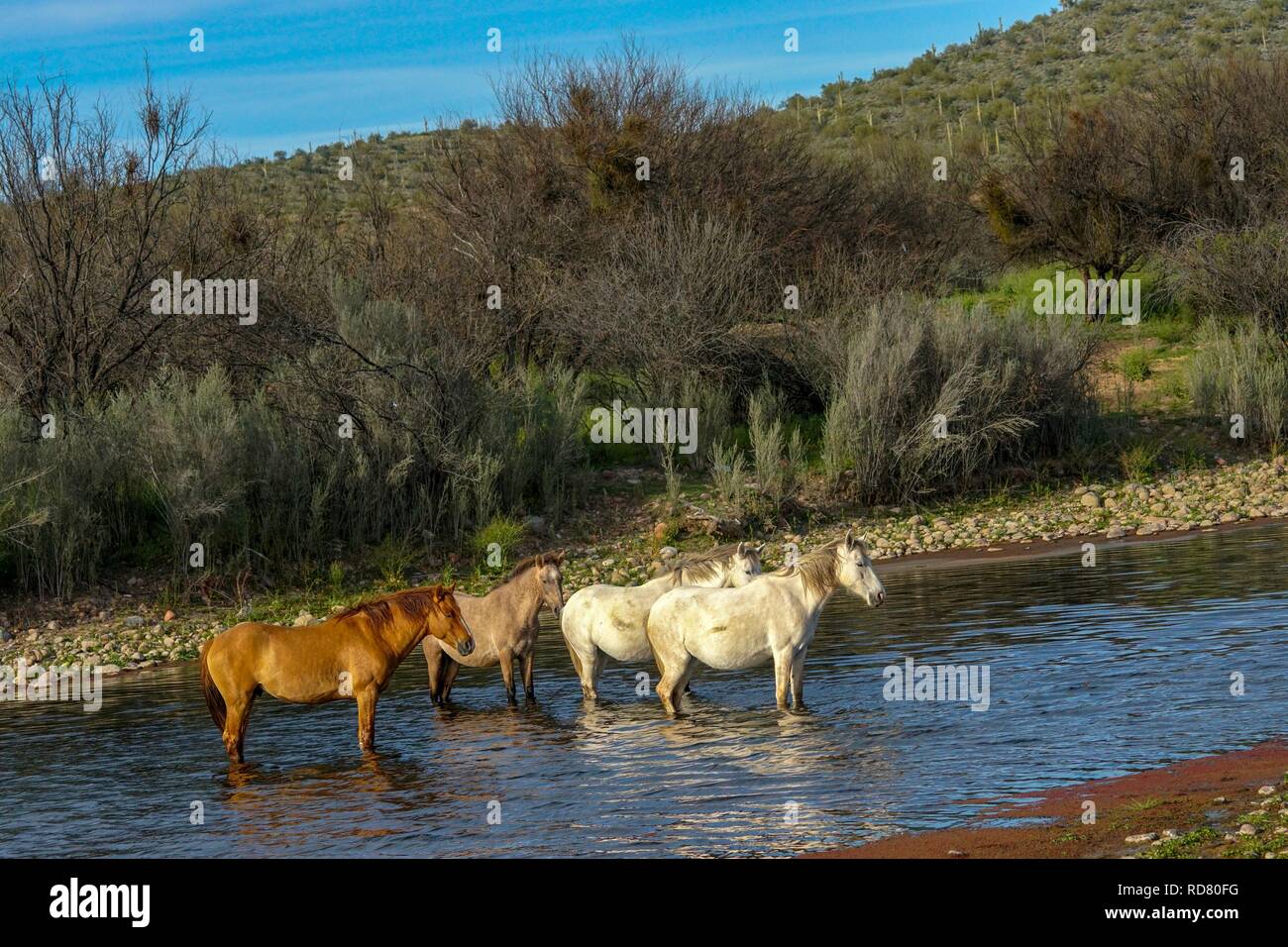 Wild horses roam free in the Tonto National Forrest outside of Phoenix ...