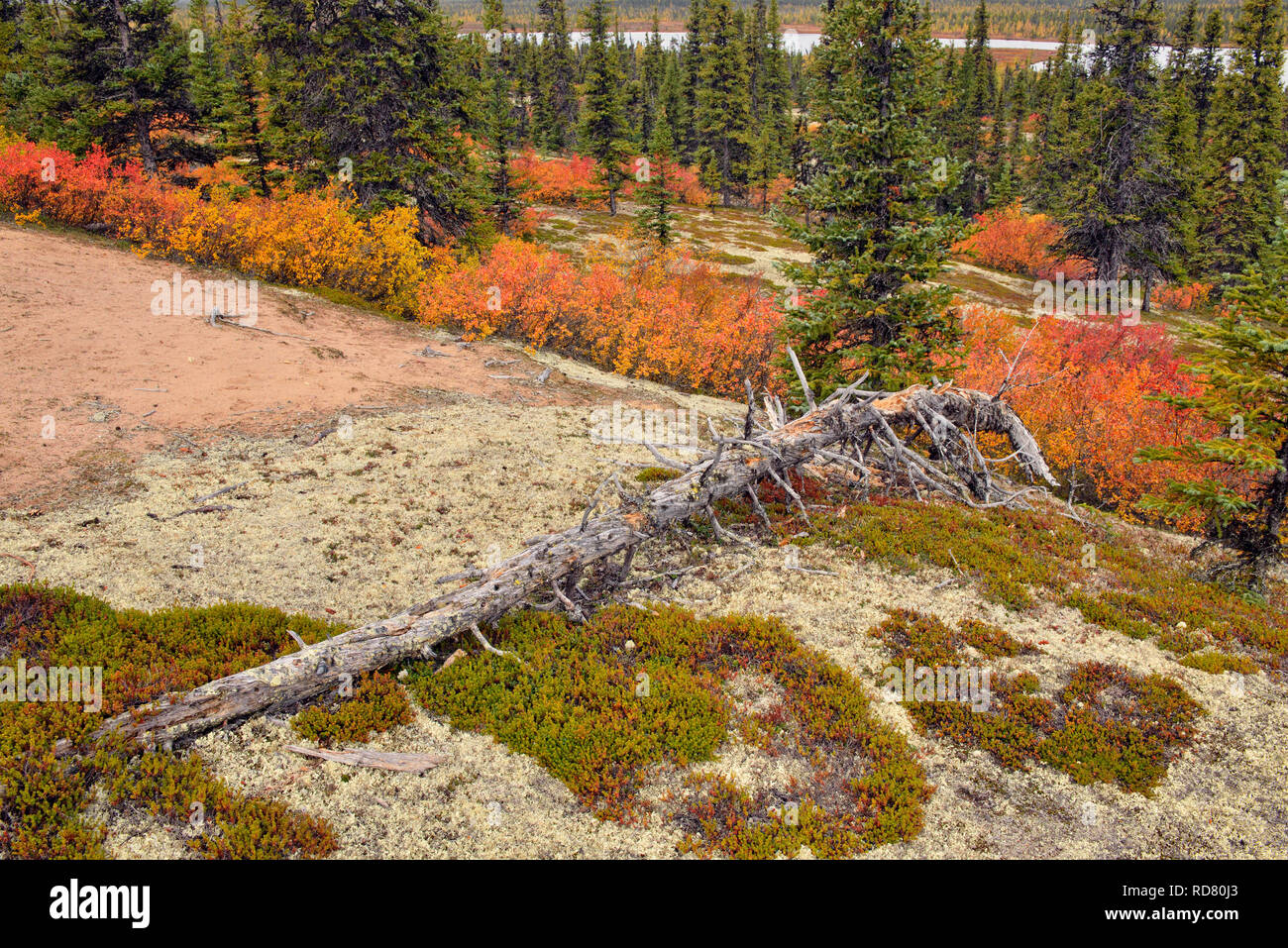 Autumn foliage (dwarf birch) in a spruce woodland, Arctic Haven Lodge ...