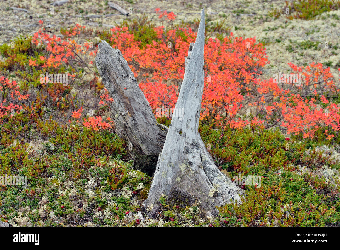 Autumn foliage (dwarf birch) in a spruce woodland, Arctic Haven Lodge ...