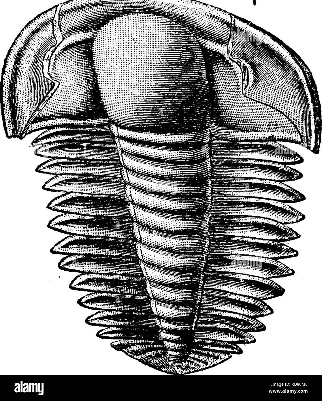 Prototaxites hi-res stock photography and images - Alamy