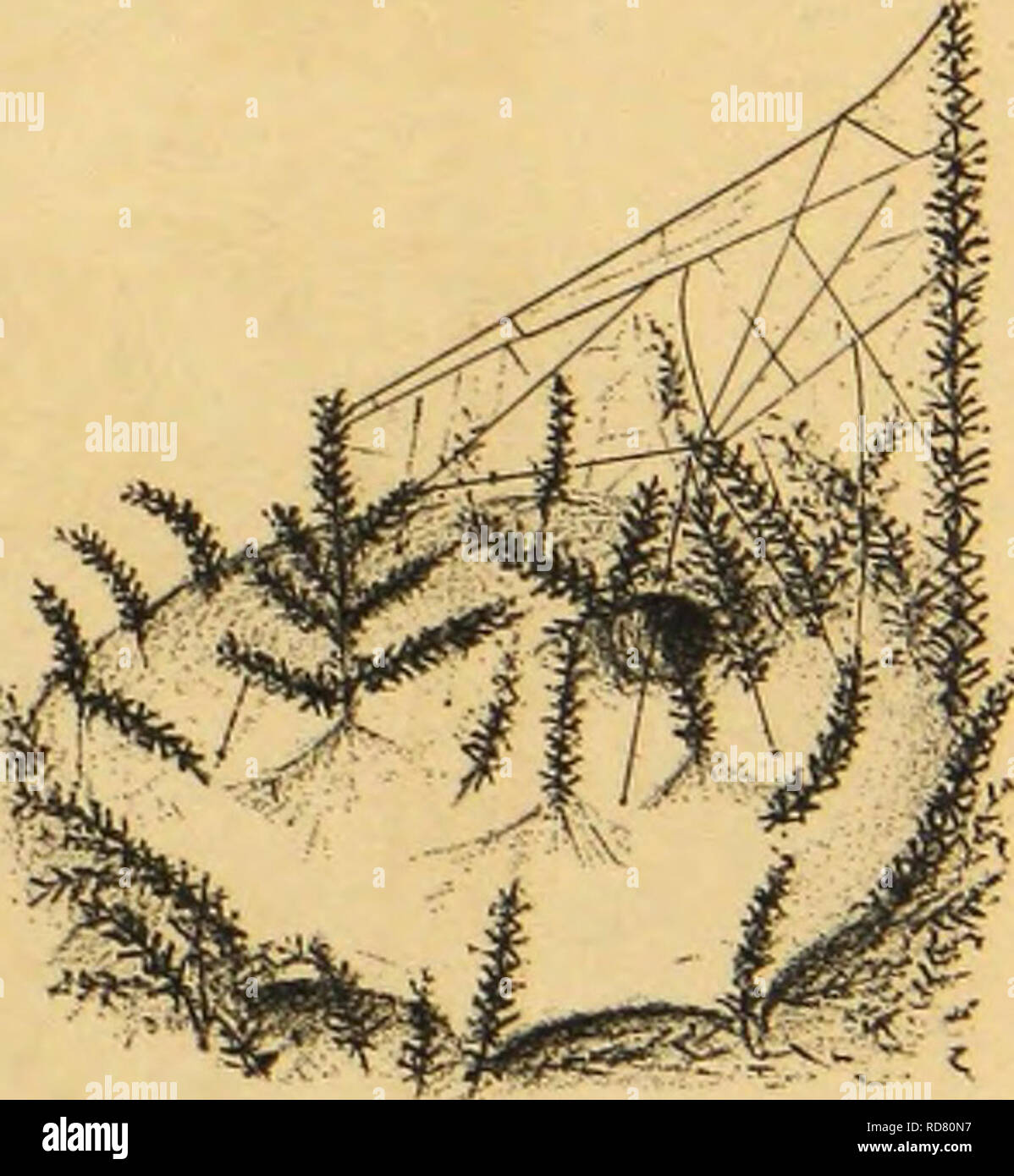 Dome shaped web hi-res stock photography and images - Alamy