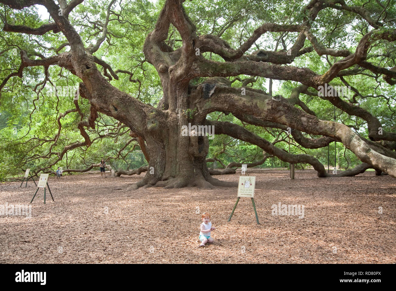 Angel oak tree hi-res stock photography and images - Alamy