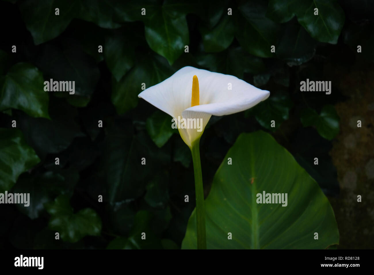 Arum lily flowers hi-res stock photography and images - Alamy