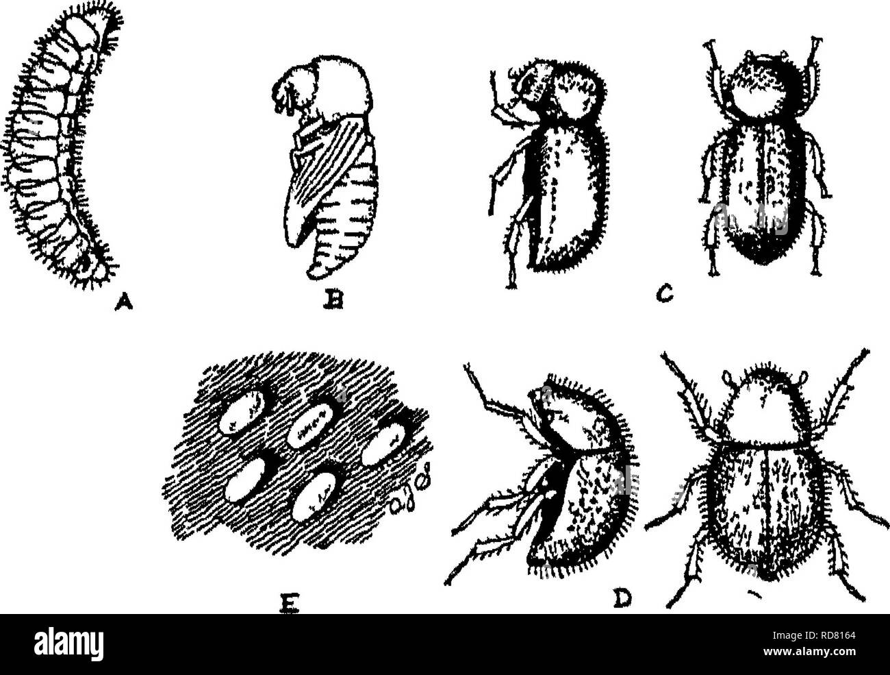 Four beetles Black and White Stock Photos & Images - Alamy