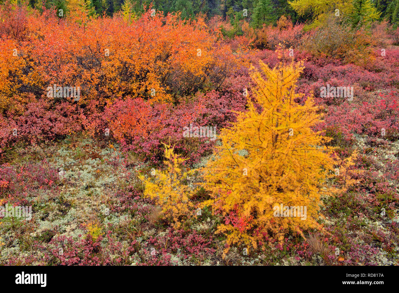 Autumn Barrenground vegetation near Ennadai Lake/ Black spruce, larch ...