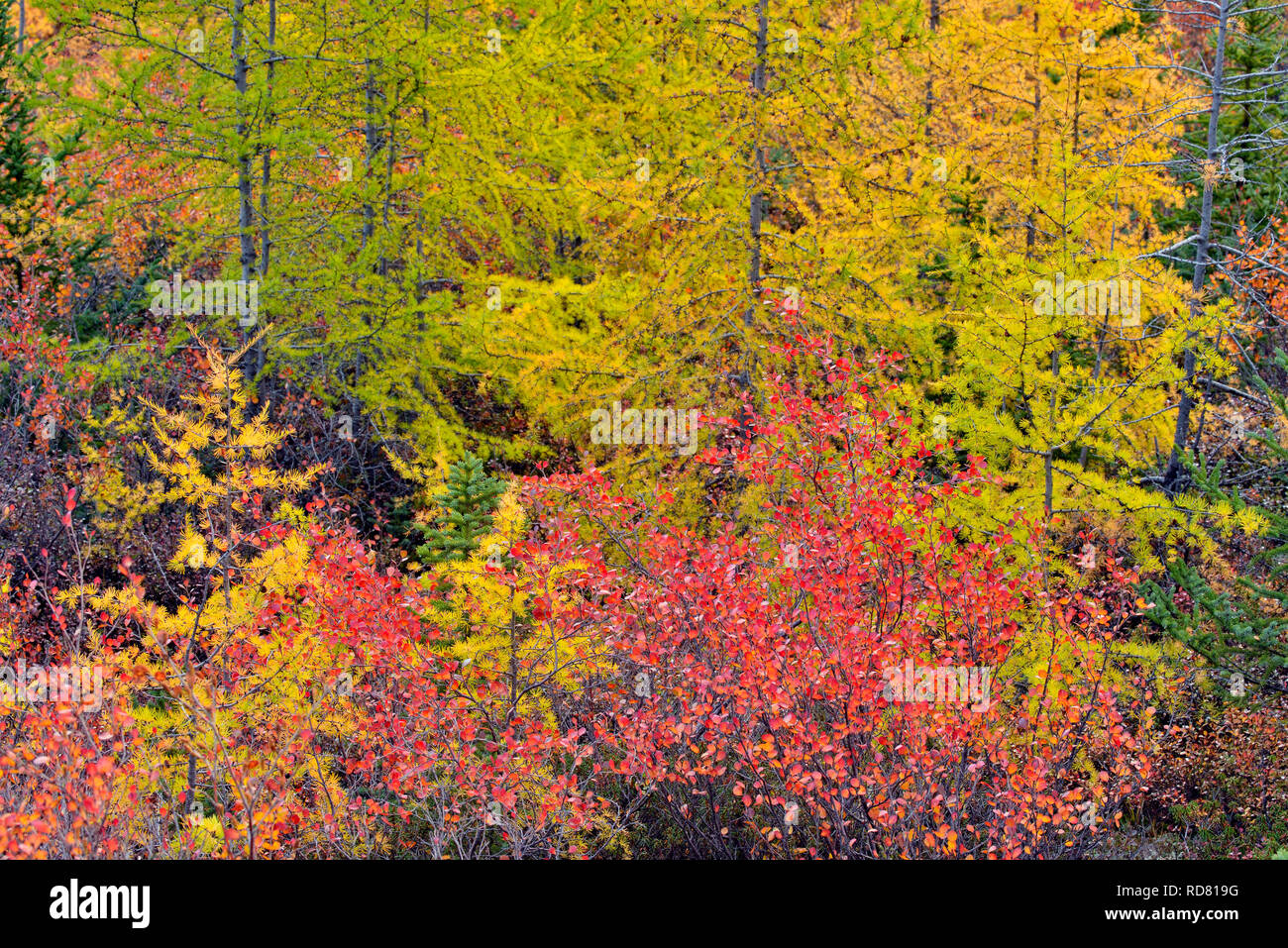 Boreal woodland (Barrenlands) with black spruce, dwarf birch and arctic ...