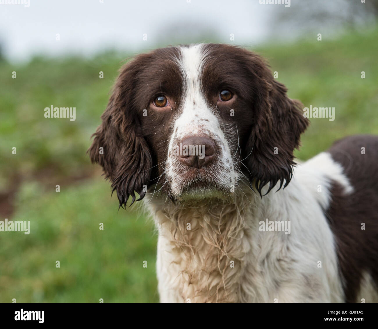 Springer spaniel hi-res stock photography and images - Alamy