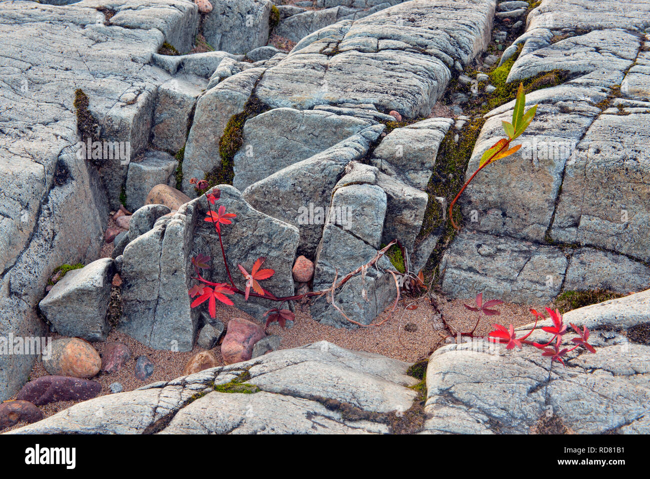 Beach stones and granite outcrops along Ennadai Lake shoreline, Arctic ...