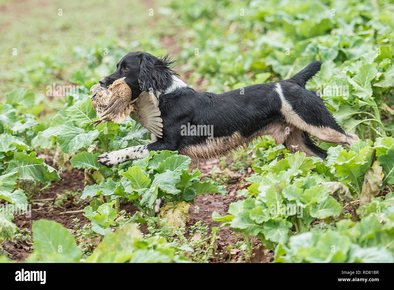 Spaniel carrying pheasant hi-res stock photography and images - Alamy