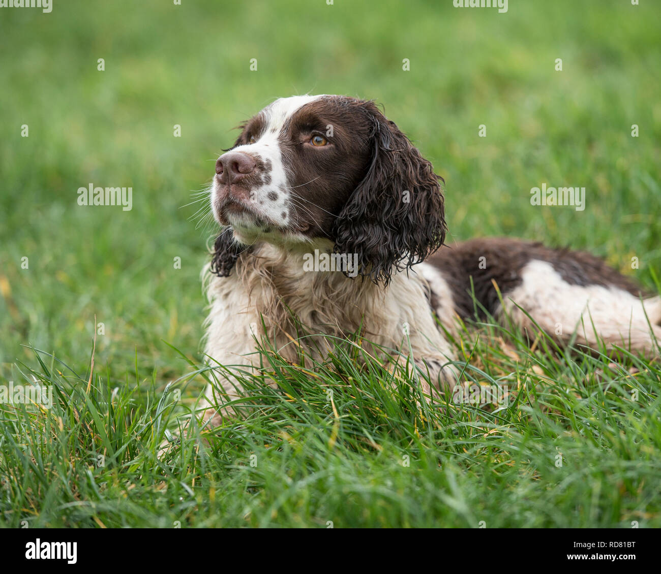 english springer spaniel lying in grass Stock Photo - Alamy
