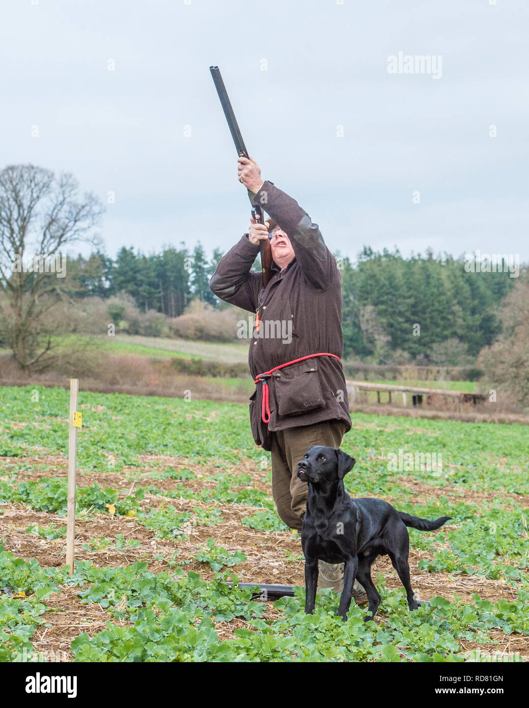 Man dog working on hi-res stock photography and images - Alamy