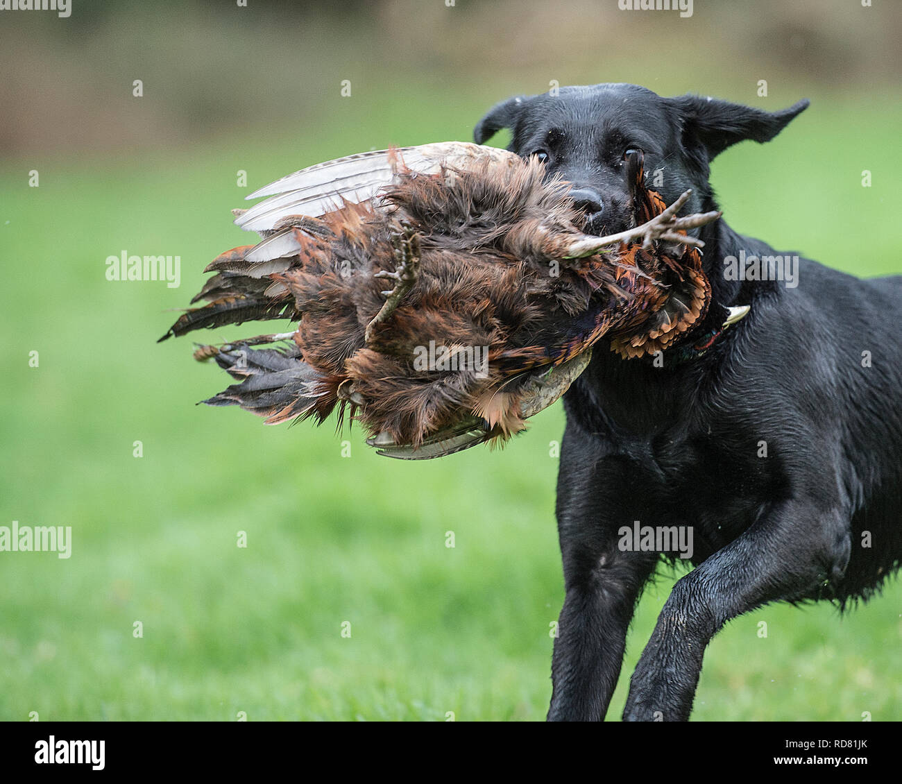 Labrador retrieving a dead bird hi-res stock photography and images - Alamy