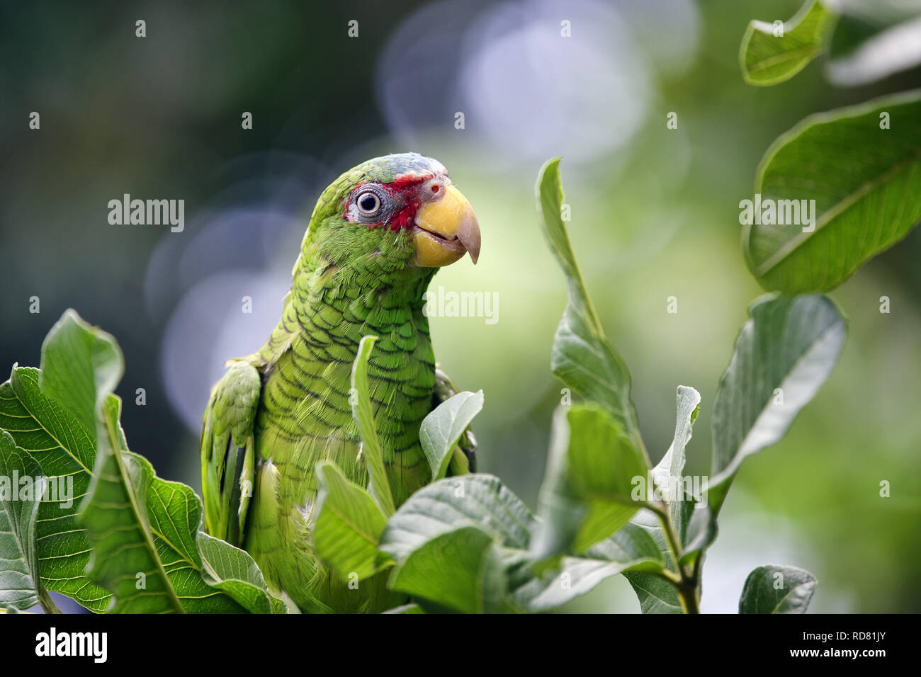 Amazon picture hi-res stock photography and images - Alamy