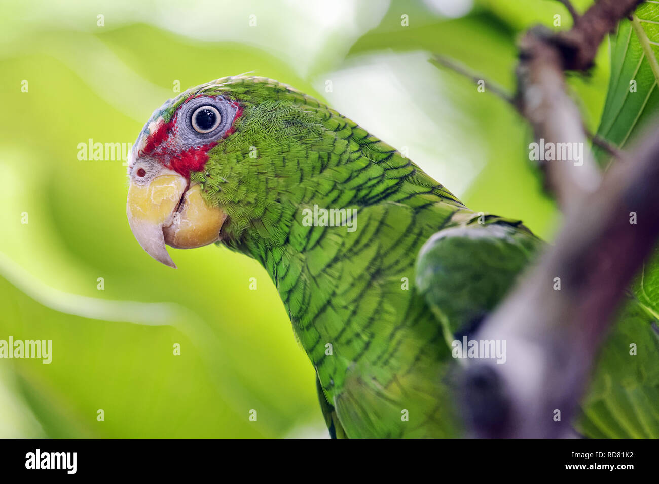 White-fronted amazon / White-fronted parrot - Amazona albifrons Stock ...