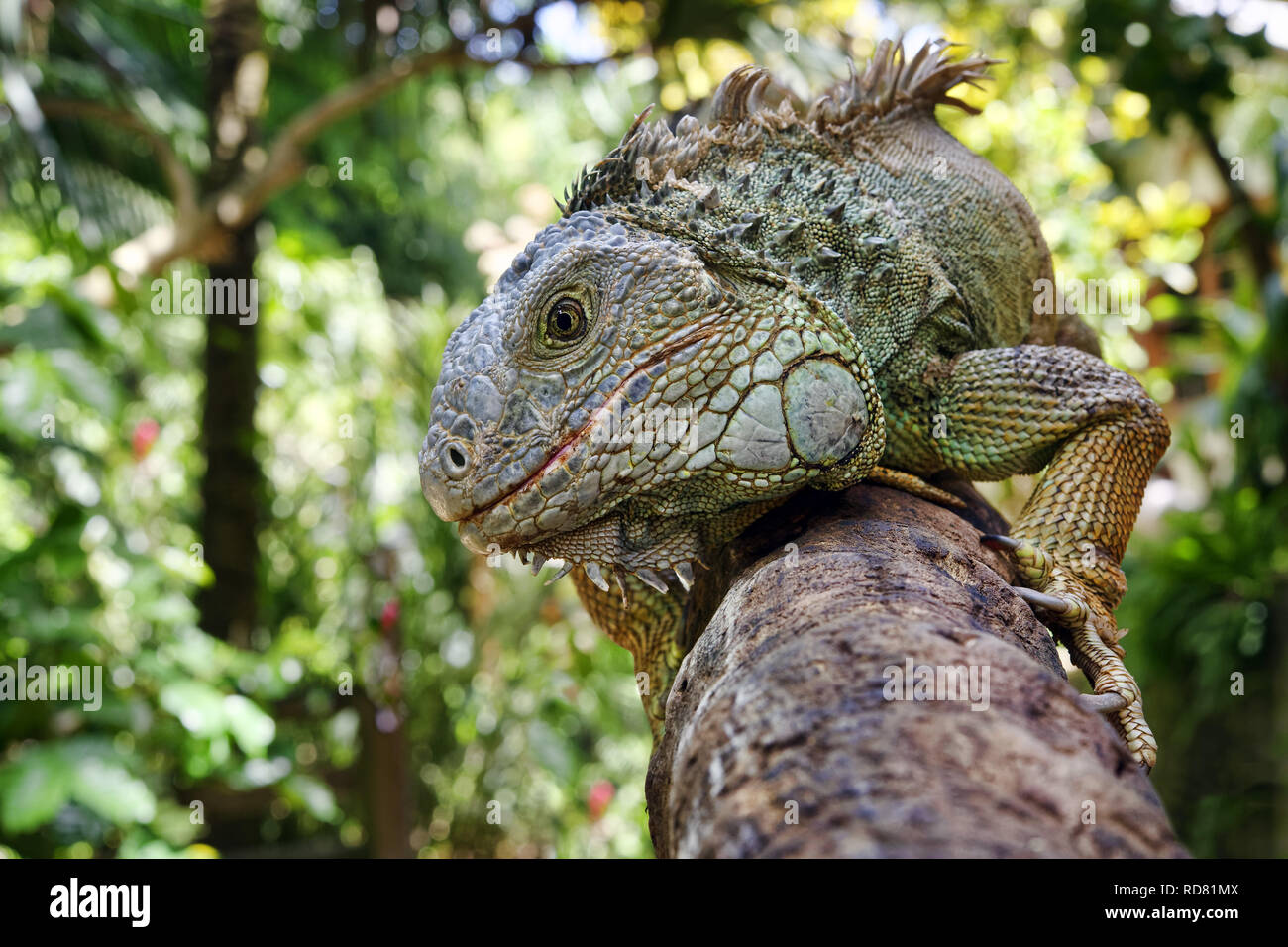 Iguana color photo hi-res stock photography and images - Alamy