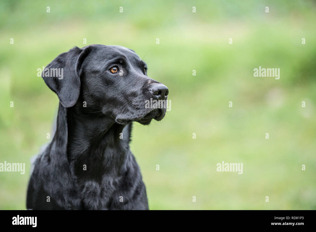 Black labrador dog hi-res stock photography and images - Alamy