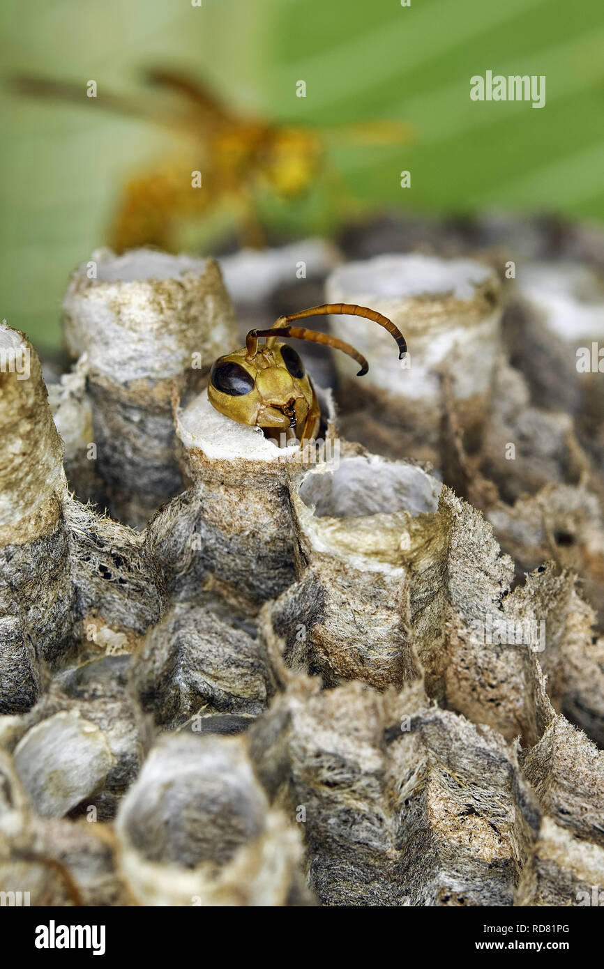 Paper wasp polistes hi-res stock photography and images - Alamy