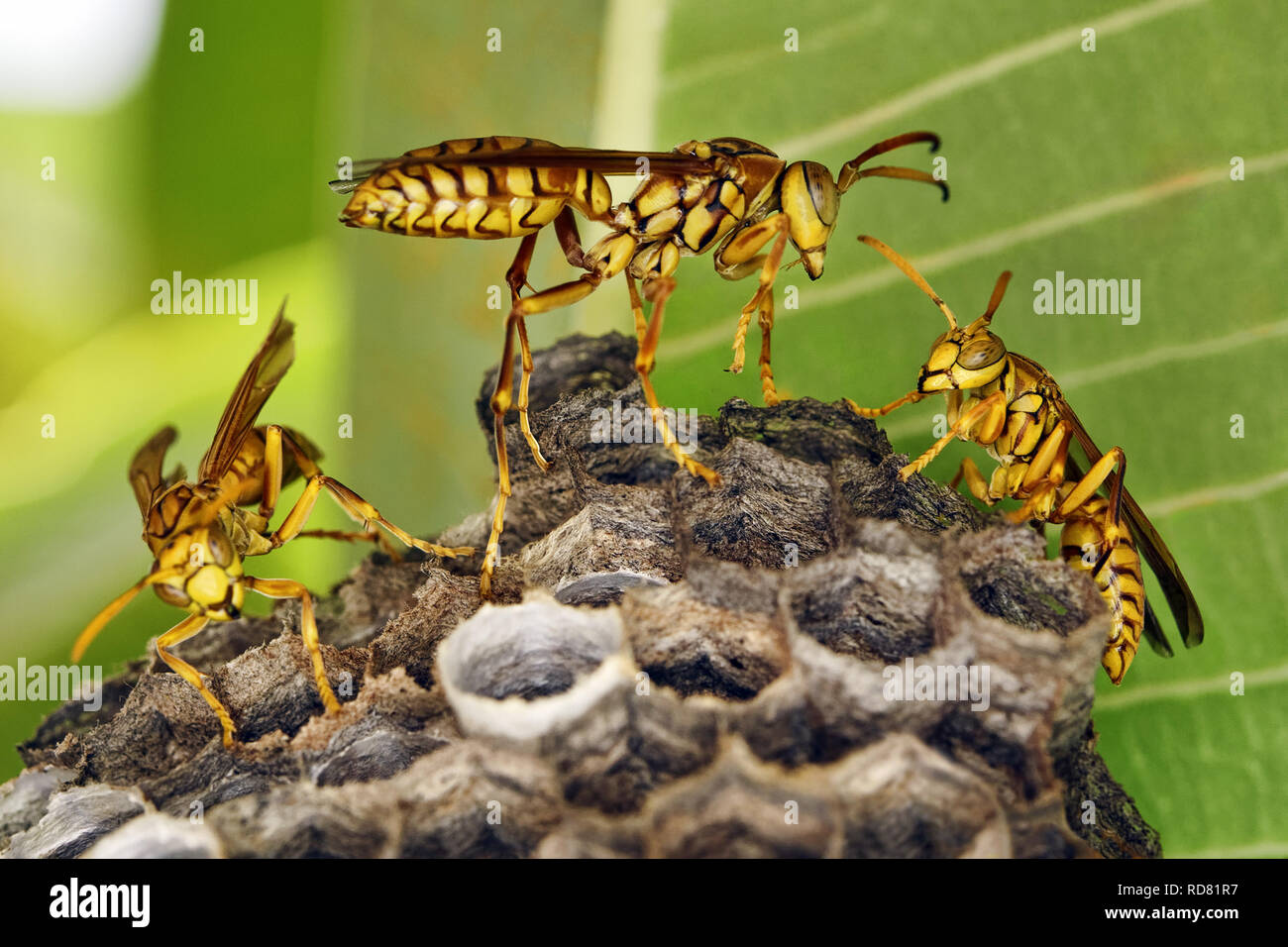 Indian wasp hi-res stock photography and images - Alamy