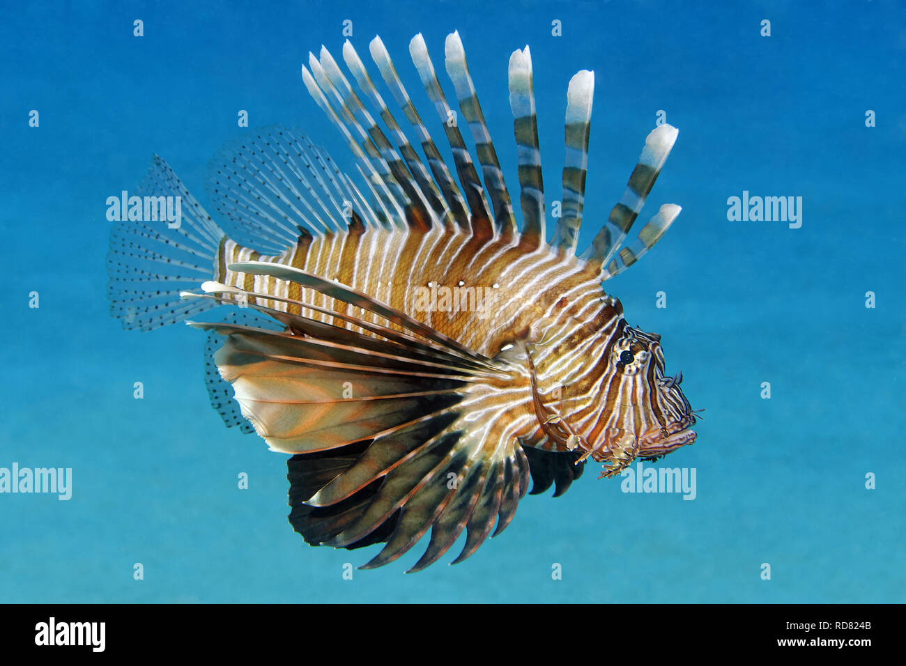 Common lionfish / Devil firefish - Pterois miles Stock Photo - Alamy