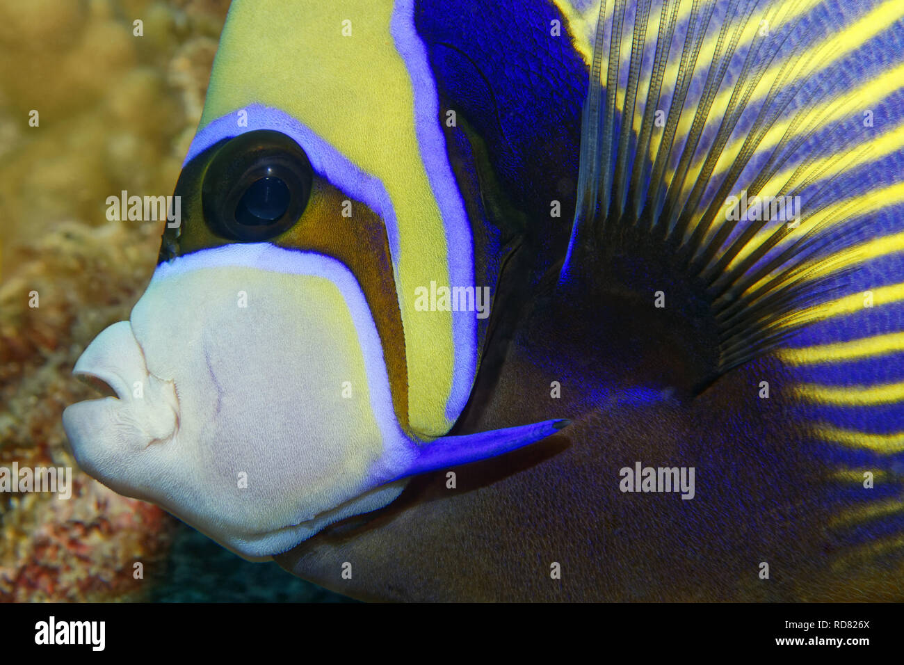 Emperor fish hi-res stock photography and images - Alamy