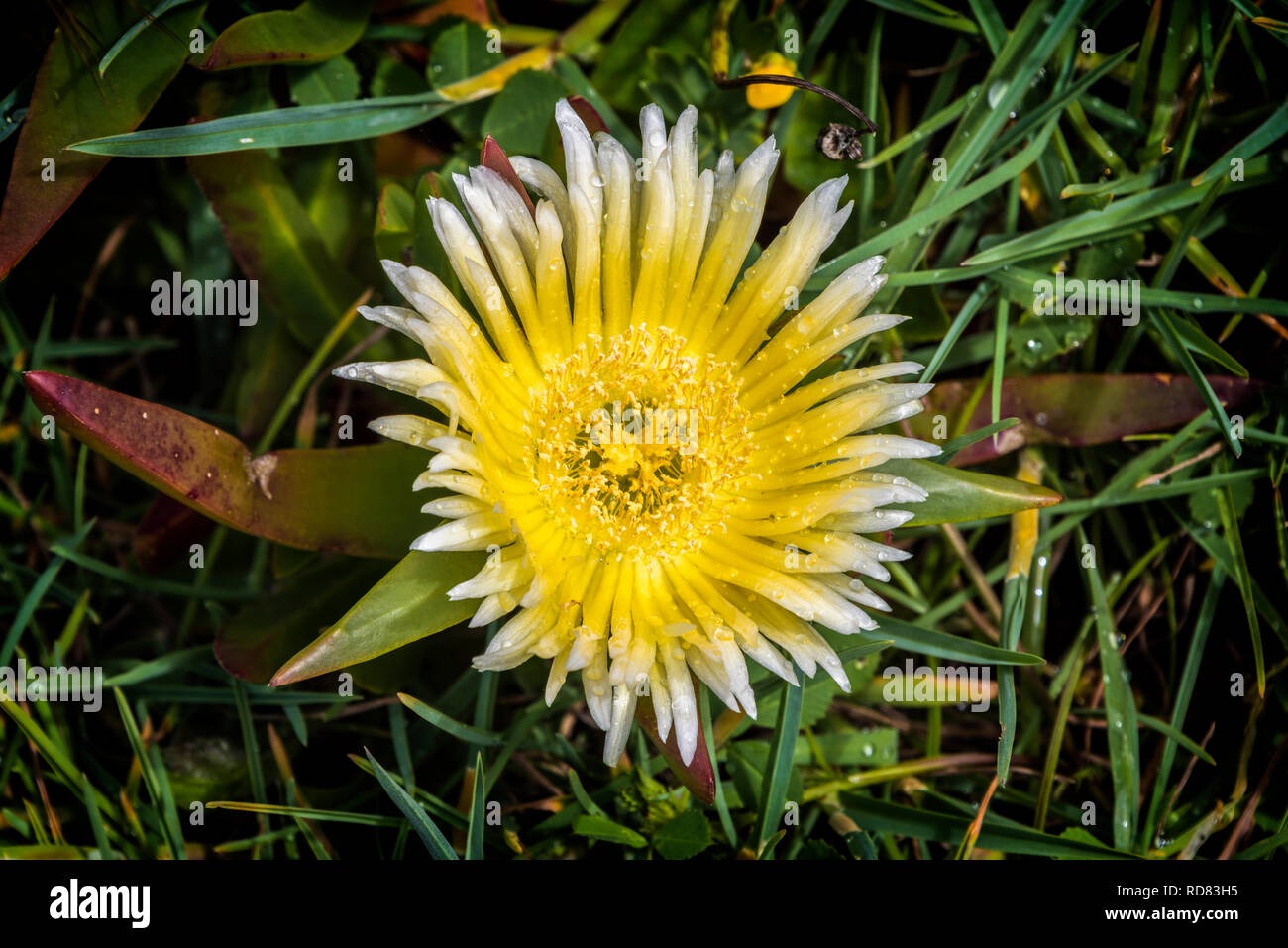 Carpobrotus edulis hi-res stock photography and images - Alamy