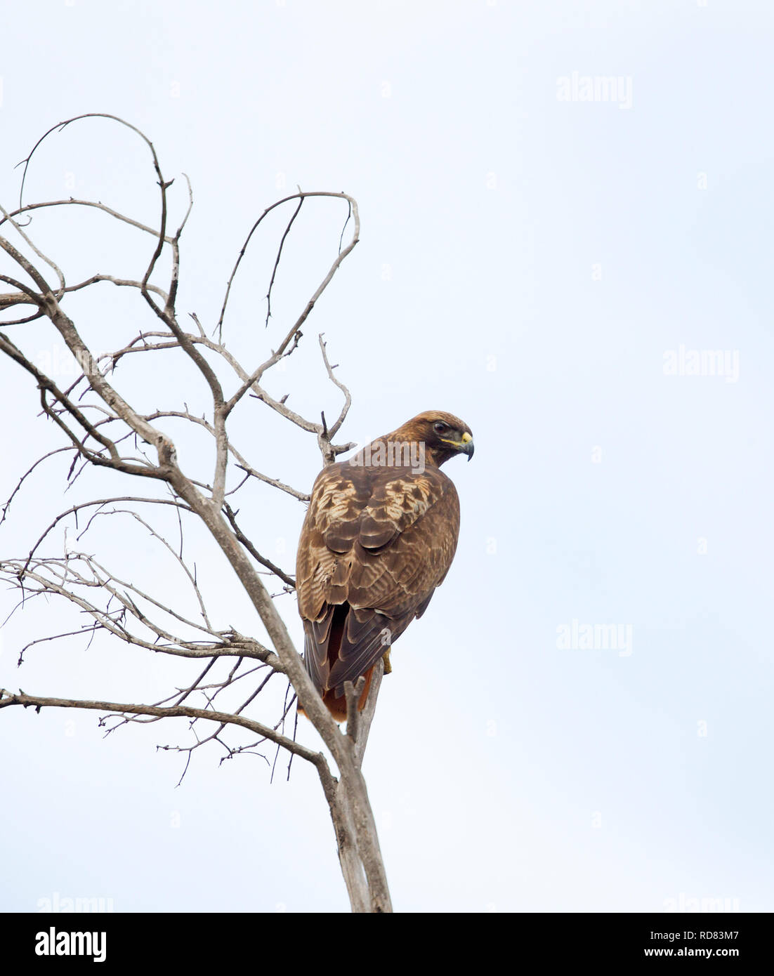 Red tailed hawk perched hi-res stock photography and images - Alamy