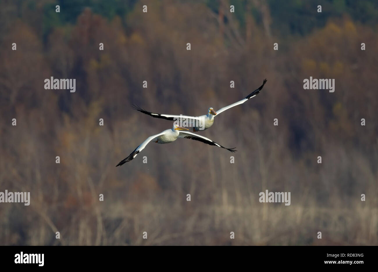 White pelicans in flight hi-res stock photography and images - Alamy