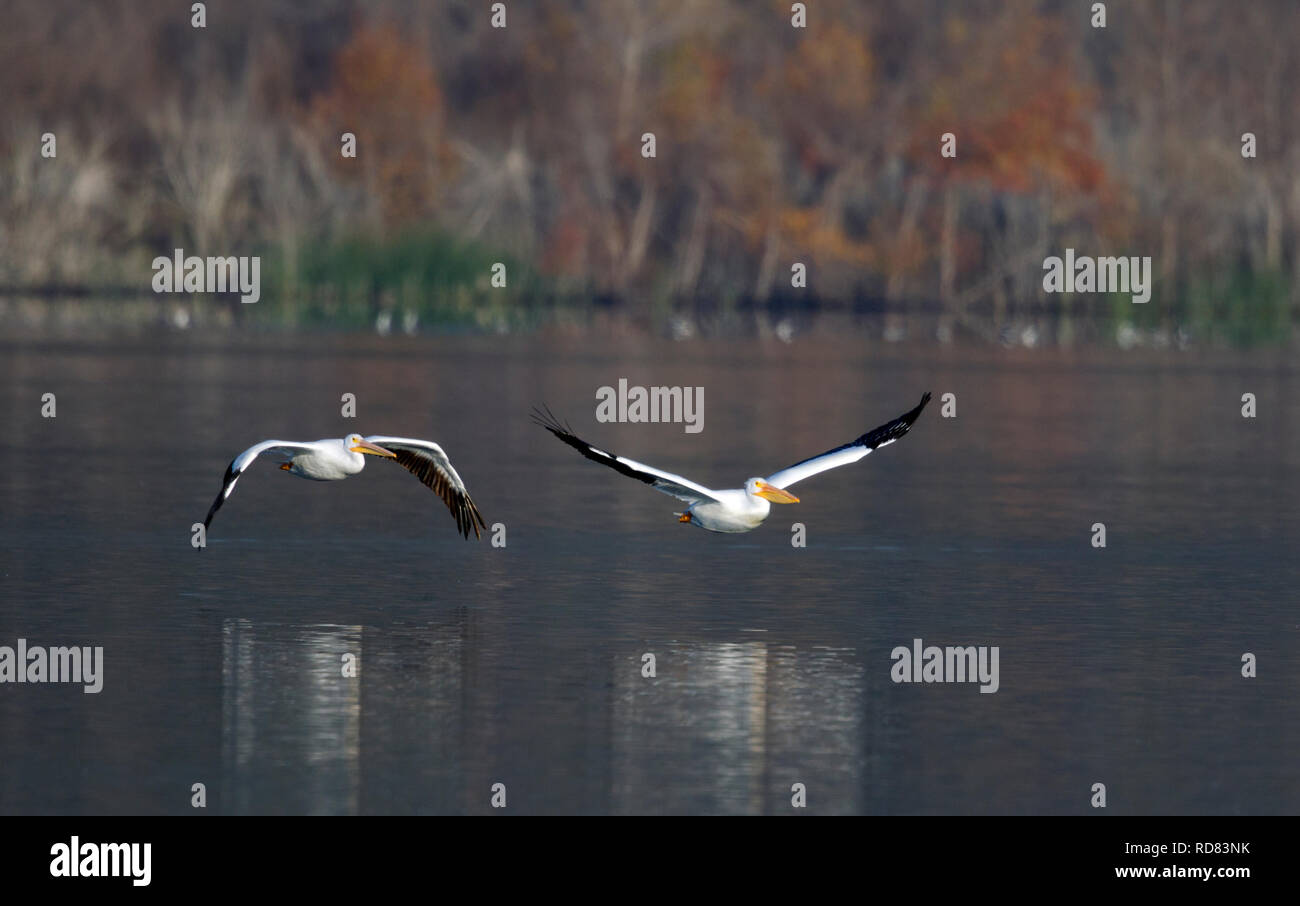 Pelicans in flight hi-res stock photography and images - Alamy