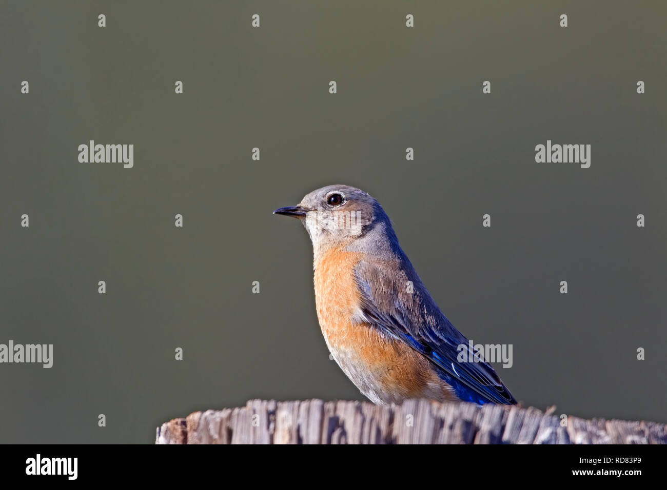 Western Bluebird Female Stock Photo - Alamy