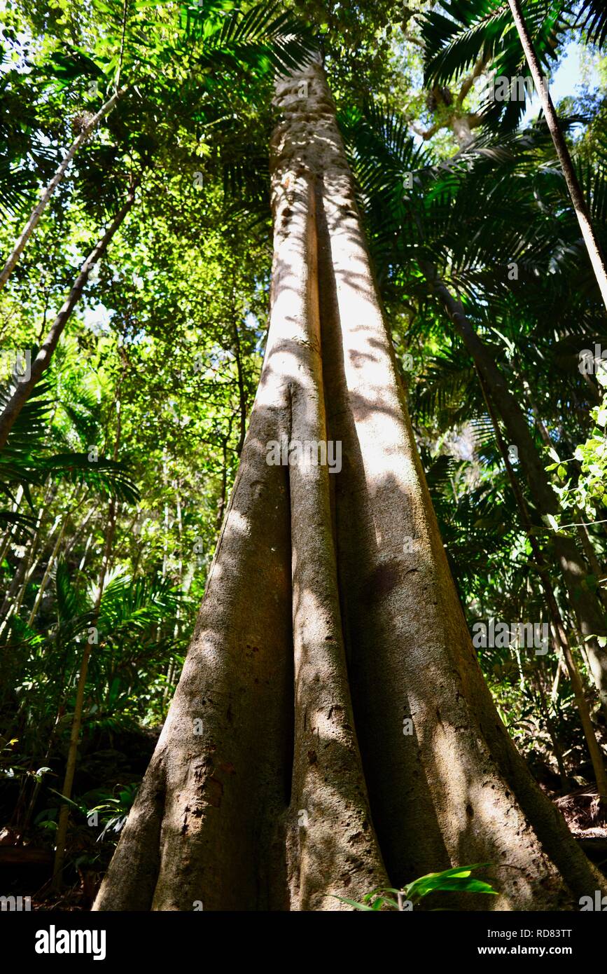 Looking up the trunk of a giant fig tree, Yuibera trail at Cape ...
