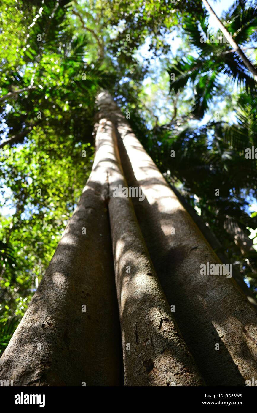 Looking up the trunk of a giant fig tree, Yuibera trail at Cape ...