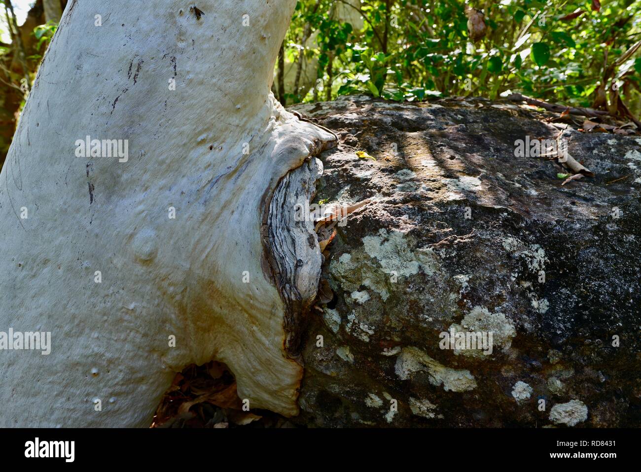 A tree growing into a rock, Yuibera trail at Cape Hillsborough National ...