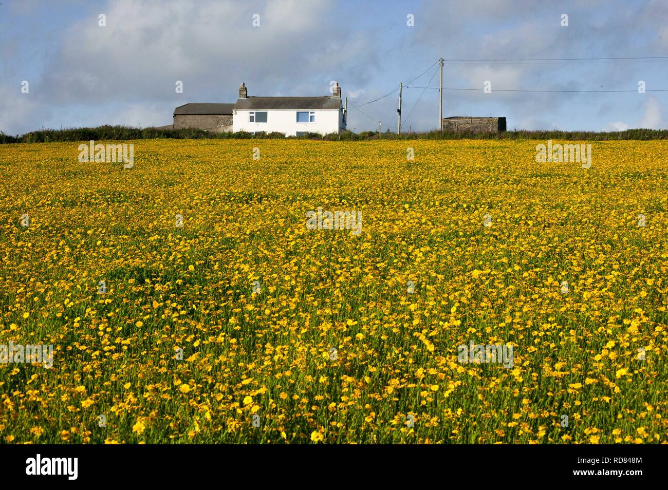 Cornish Farm with Cornish hedges and Corn Marigold Chrysanthemum ...