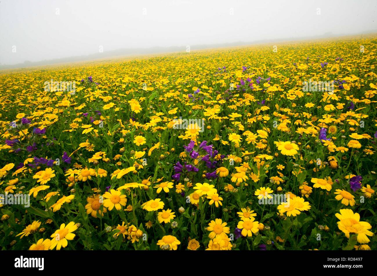 Cornish butterflies hi-res stock photography and images - Alamy