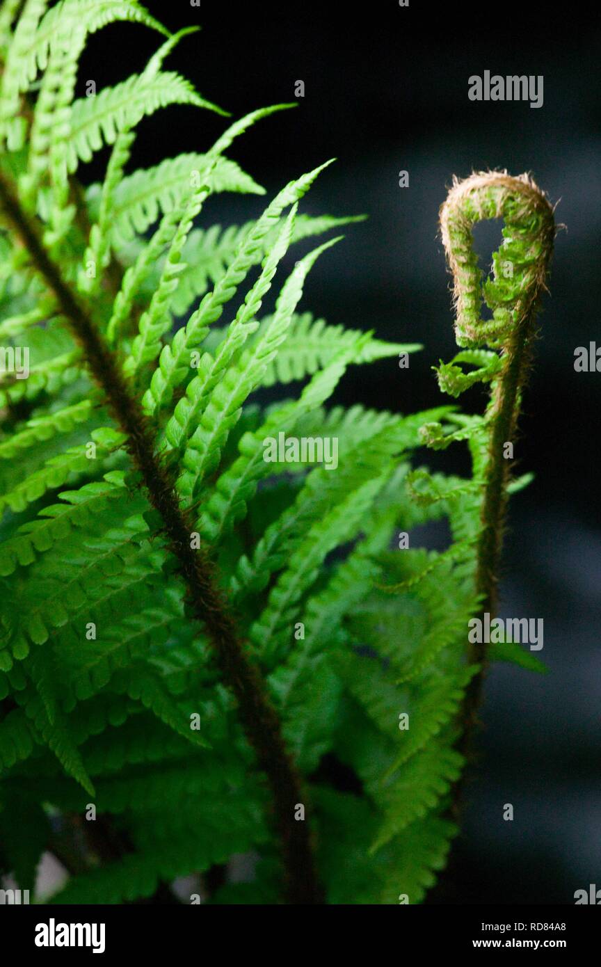 Male Fern (Dryopteris felix mas Stock Photo - Alamy