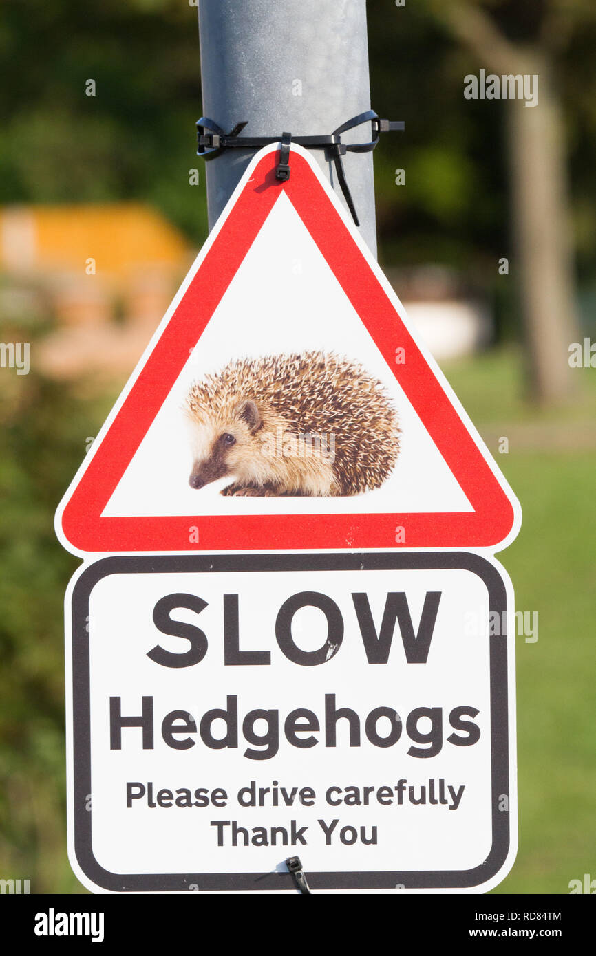 Hedgehog ( Erinaceus europaeus ) ,sign warning drivers not to drive too ...