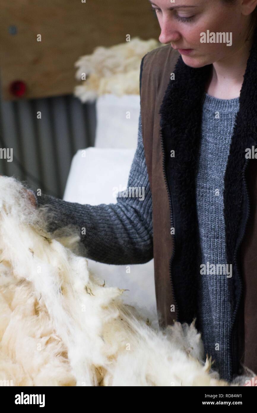 Sorting and grading wool for process of spinning for commercial use in ...