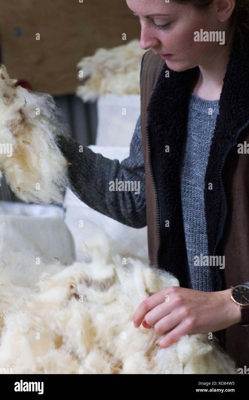 Sorting and grading wool for process of spinning for commercial use in ...