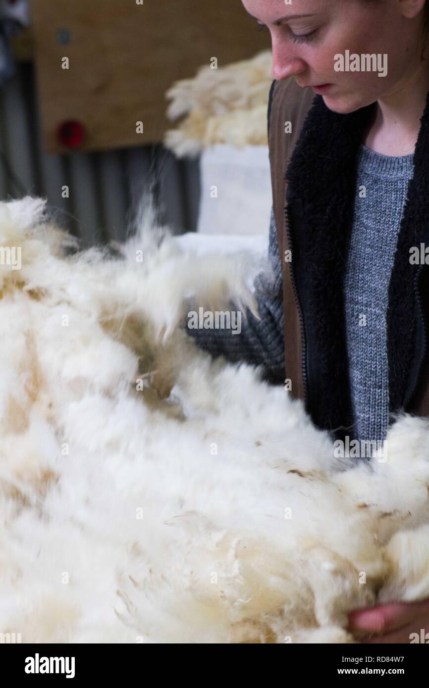 Sorting and grading wool for process of spinning for commercial use in ...