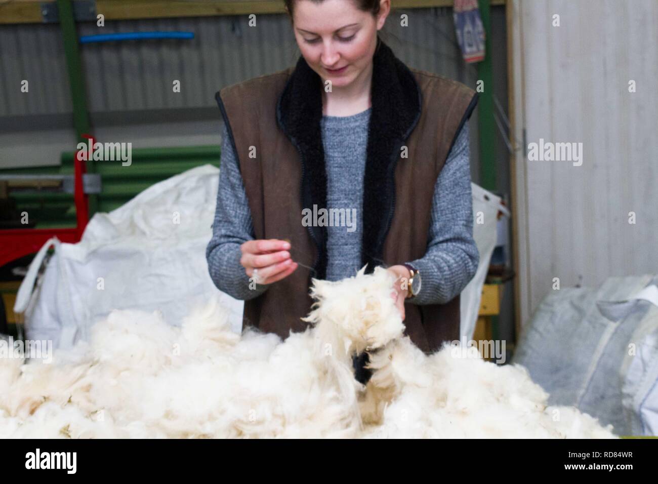 Sorting and grading wool for process of spinning for commercial use in ...