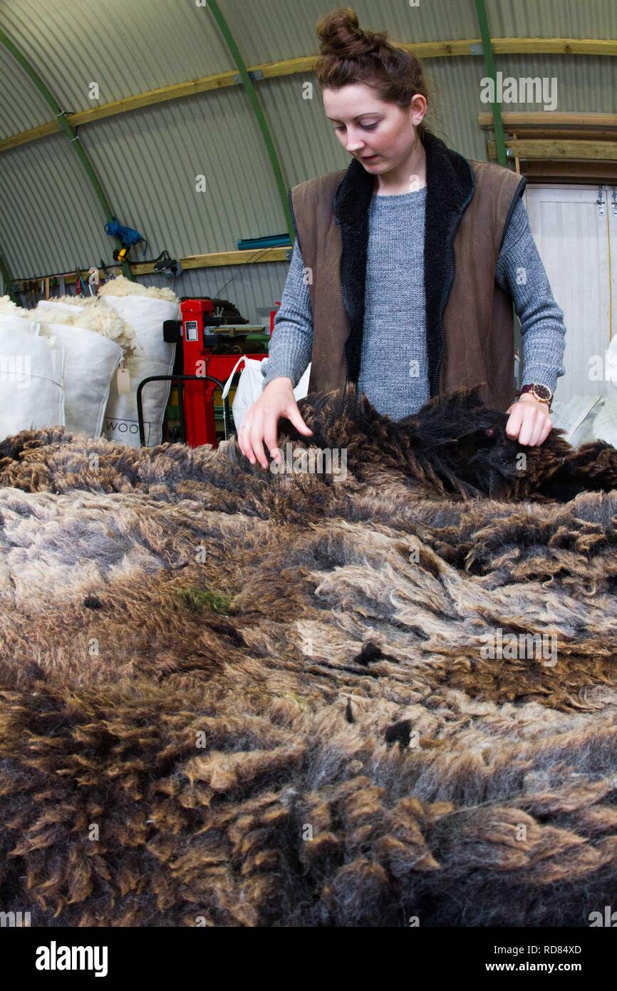 Sorting and grading wool for process of spinning for commercial use in ...