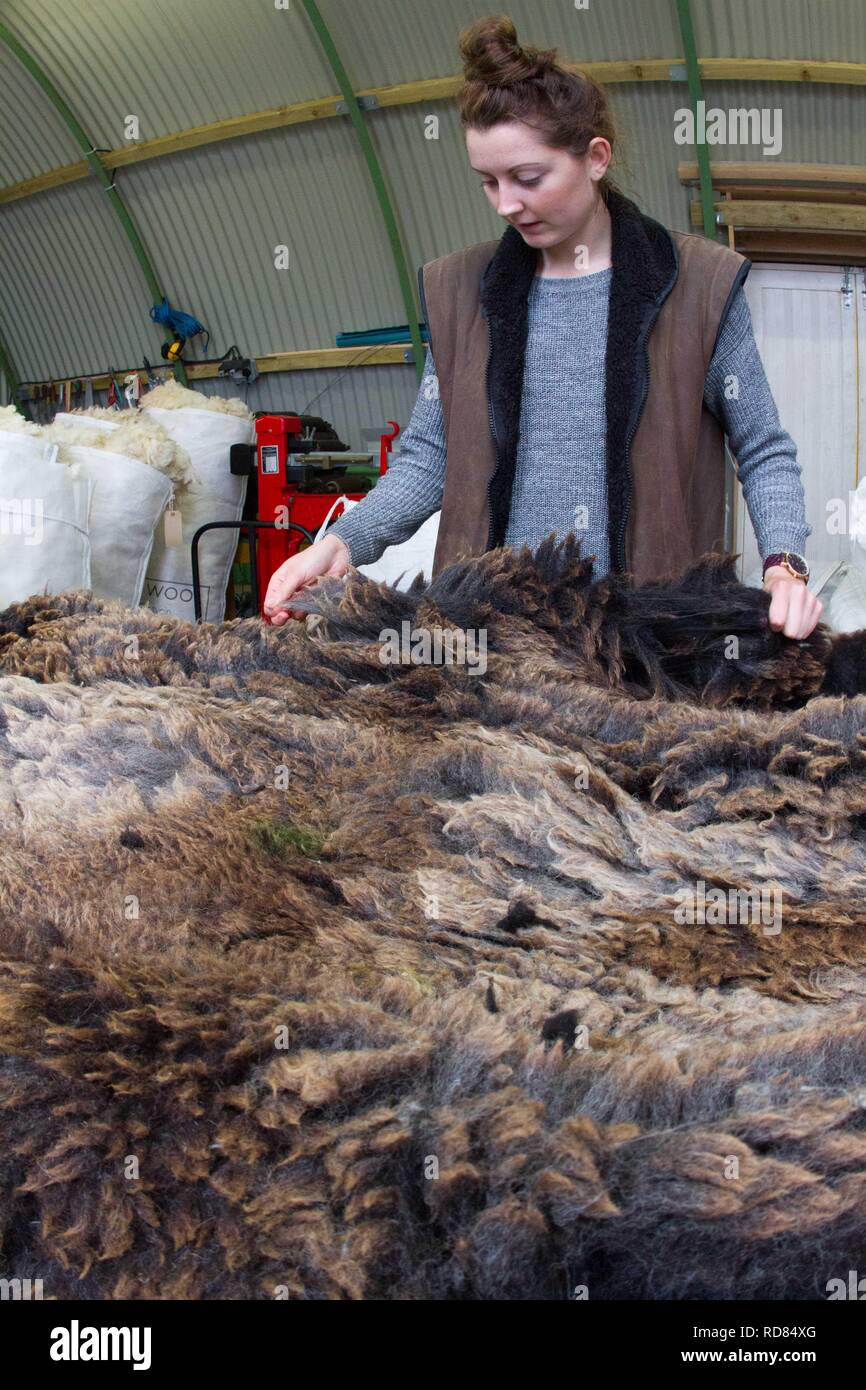 Sorting and grading wool for process of spinning for commercial use in ...