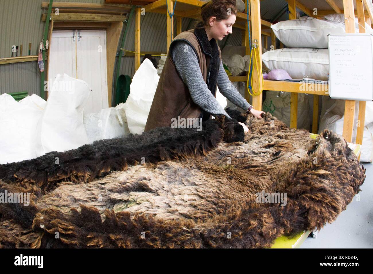 Sorting and grading wool for process of spinning for commercial use in ...