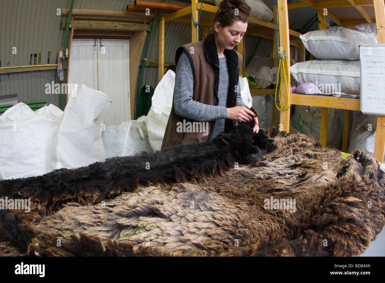 Sorting and grading wool for process of spinning for commercial use in ...