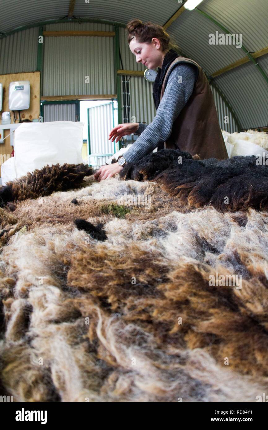 Sorting and grading wool for process of spinning for commercial use in ...