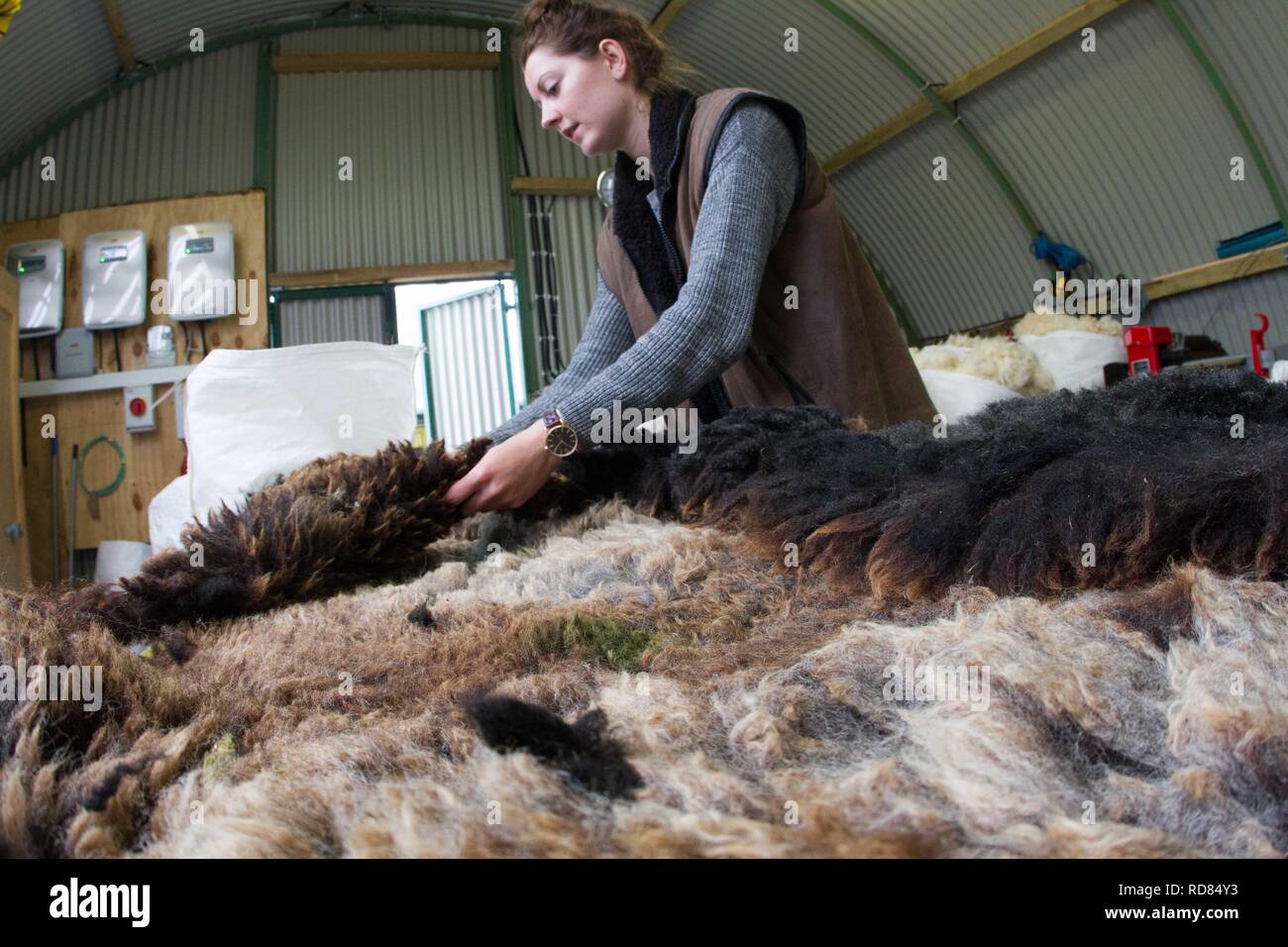 Sorting and grading wool for process of spinning for commercial use in ...