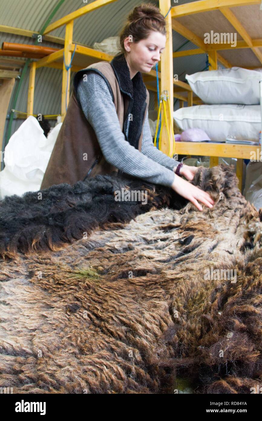 Sorting and grading wool for process of spinning for commercial use in ...