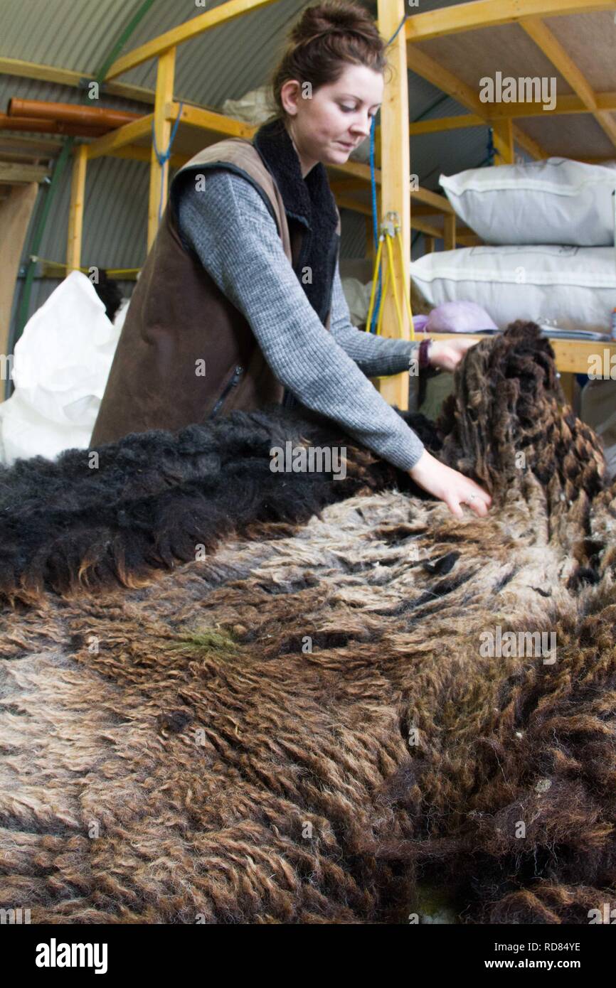 Sorting and grading wool for process of spinning for commercial use in ...