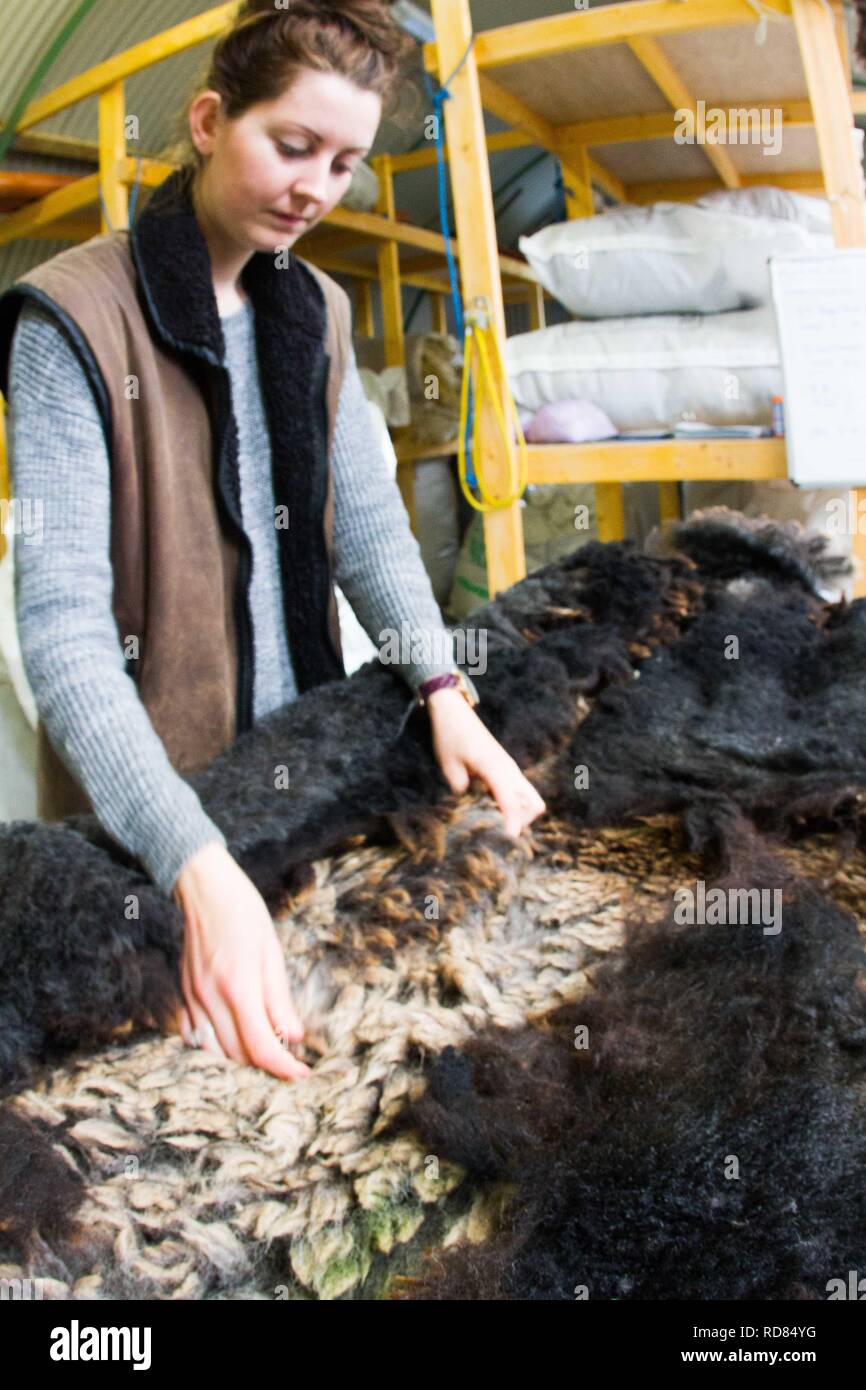 Sorting and grading wool for process of spinning for commercial use in ...